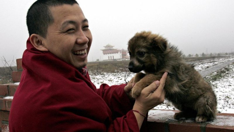 Dogs 'can trace origins to Central Asia' - BBC News