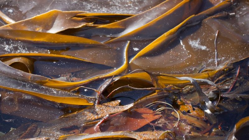 Scottish kelp harvesting plan 'entirely sustainable' - BBC News