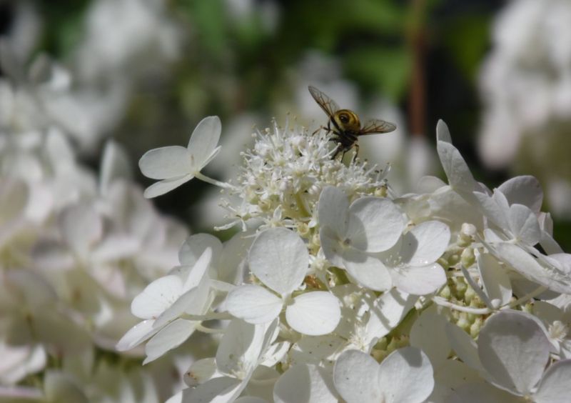 Your pictures: Crops - BBC News