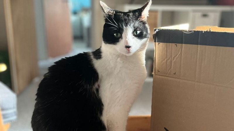 Missing cat reunited with owner after six years - BBC News