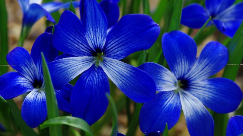 Plant extinction 'bad news for all species' - BBC News