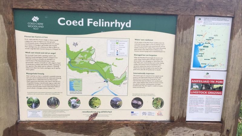 Snowdonia Celtic rainforest's 'magical' new trail - BBC News