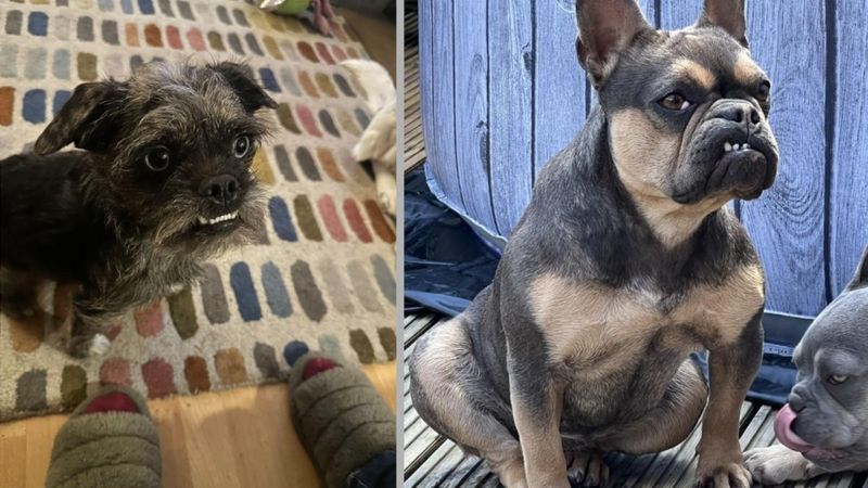 East Yorkshire's Peggy the Pugese bids to be named UK's ugliest dog ...