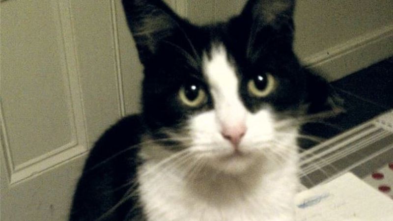 The commuter cats who became fur-mous - BBC News