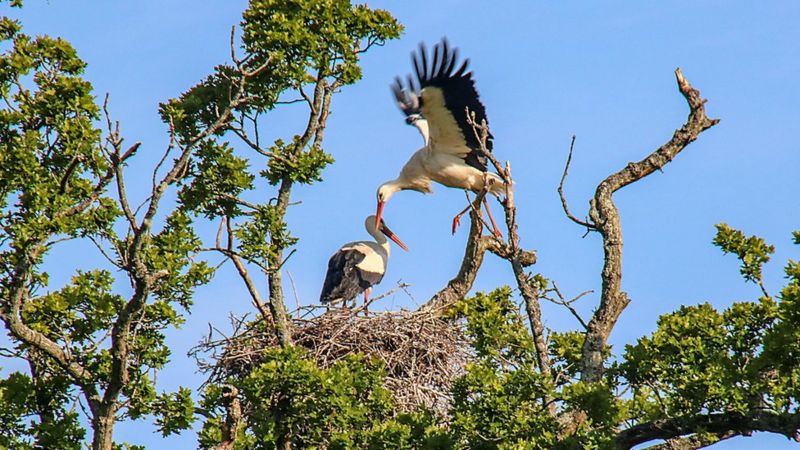Rare stork chicks born in UK for first time in 600 years - BBC Newsround