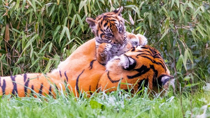 Sumatran tiger twins thriving in first public appearance at Chester Zoo ...