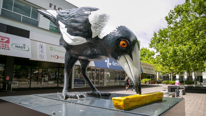 Magpie swooping: Inside the Australian bird's annual reign of terror ...