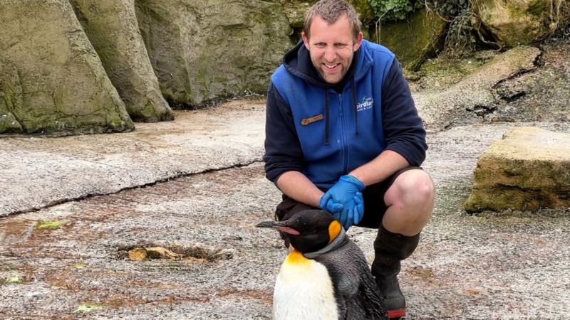 Cotswolds penguin could be crowned best in the world - BBC News