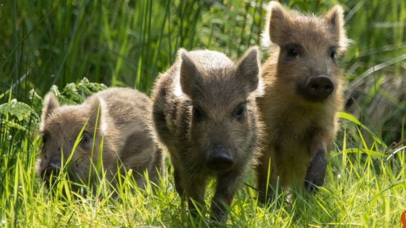 Forest of Dean: 'Tamed' wild boars seek food in villages - BBC News