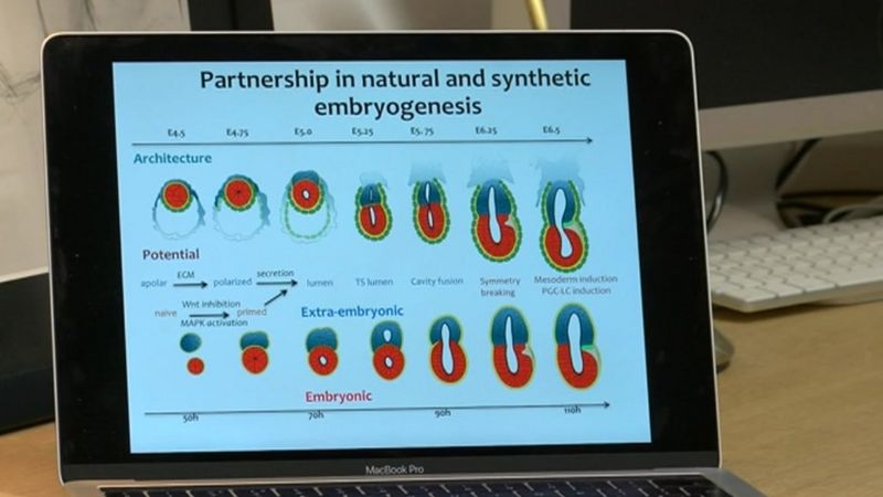 Artificial 'embryos' created in the lab - BBC News