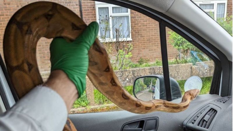 Bishopstoke man attacked by 11ft python calls for extra safety measures ...