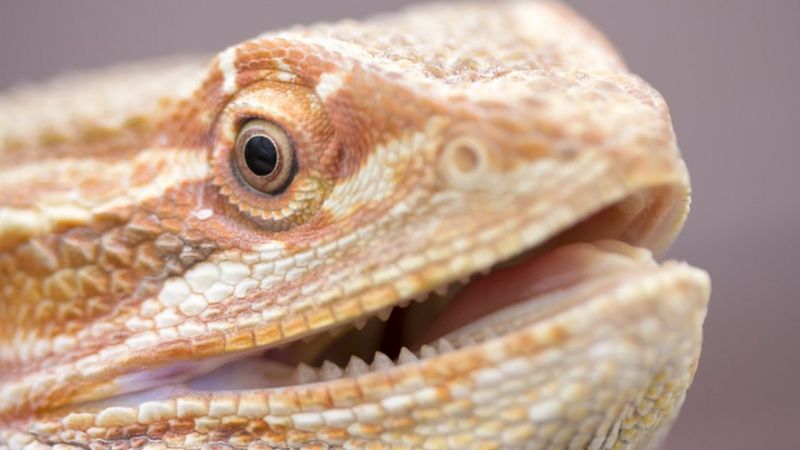 Dinosaurs: New research finds T.rex had lips - BBC Newsround