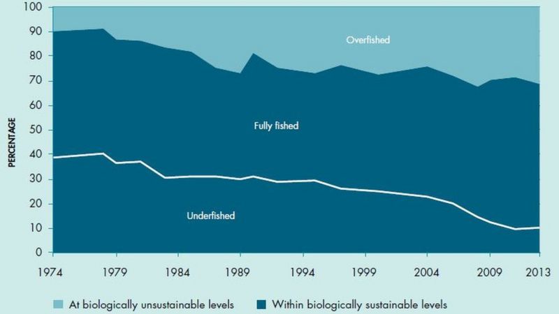 UN: Global fish consumption per capita hits record high - BBC News