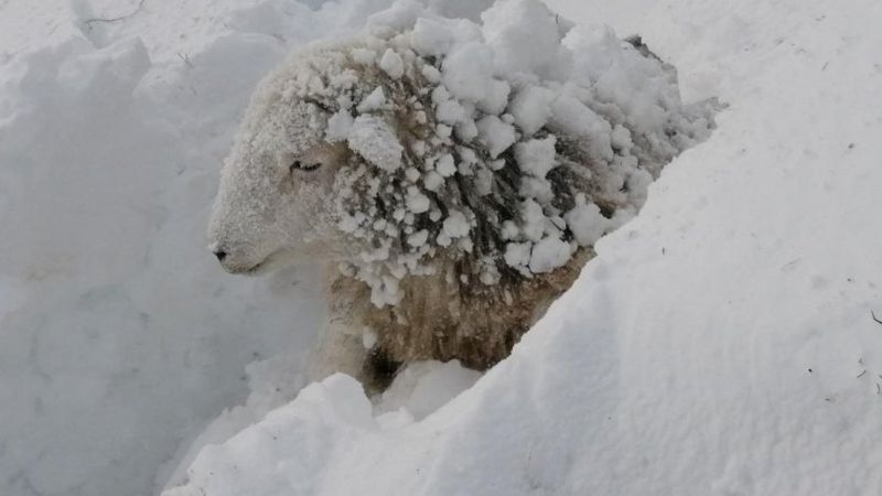 Storm Arwen: Onecote farmers dig sheep from snow - BBC News