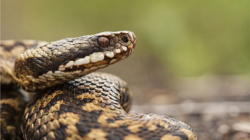 Adder extinction fear over 'image problem' in the UK - BBC News