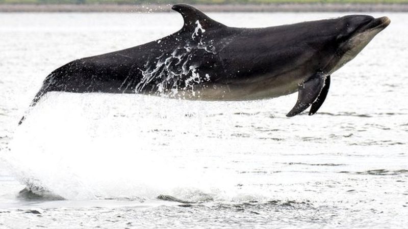 Eco centre to spot Aberdeen harbour dolphins opens - BBC News