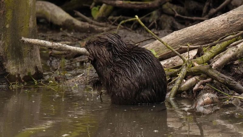 Night camera captures first beaver born in Norfolk in 600 years - BBC News