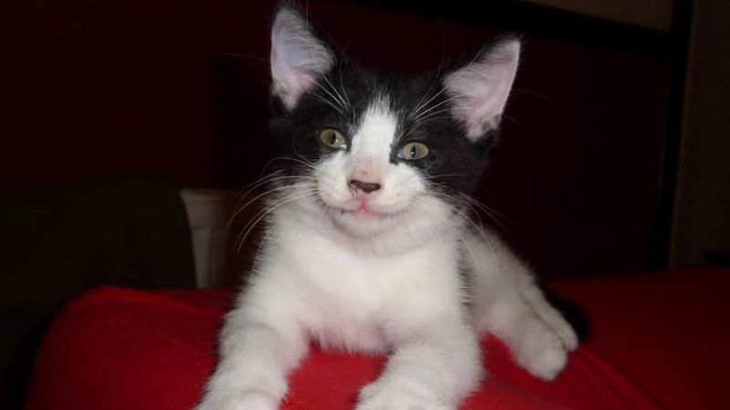 Missing cat reunited with owner after six years - BBC News