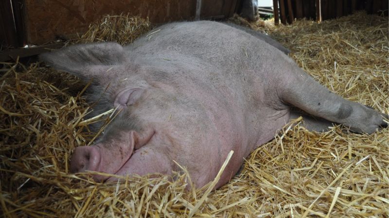 Ed Sheeran bought pig statue of himself at auction - BBC News