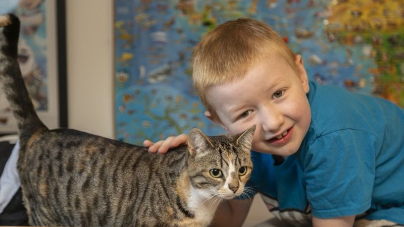 Cat of The Year Awards: Inspiring tails of the UK's finest felines ...