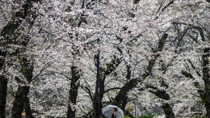Blossom: Spring has sprung with cherry trees in full bloom - BBC Newsround