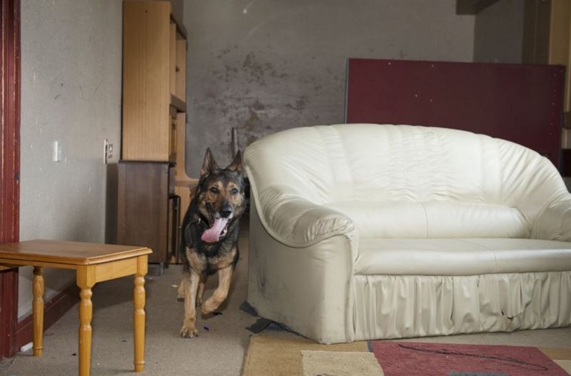 Police dog stabbing: Finn's Law petition signed by thousands - BBC News