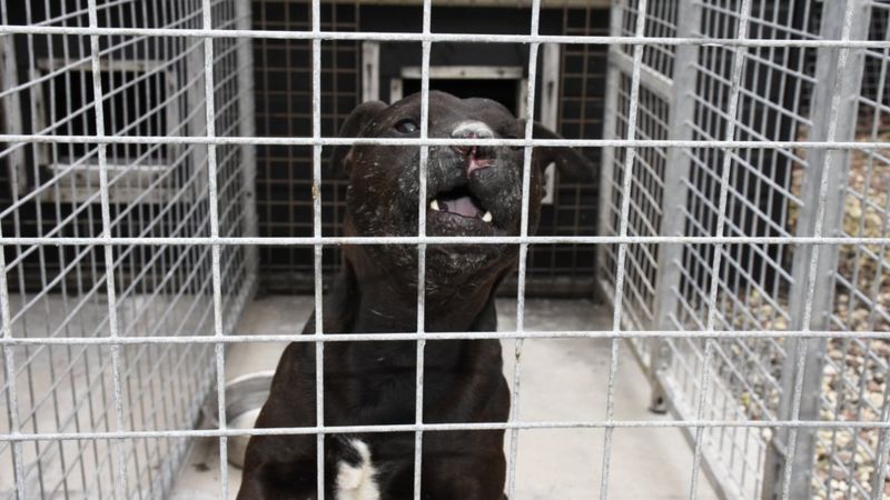 Dog fighting: Man bought cats on Gumtree as live bait - BBC News
