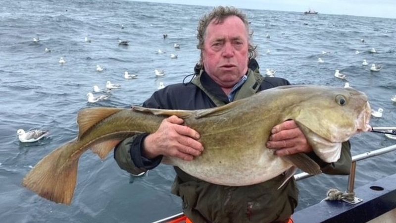 Grandfather lands 'biggest ever cod' in Scottish waters - BBC News