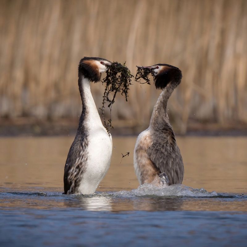 Your pictures of Scotland 26 March - 2 April - BBC News