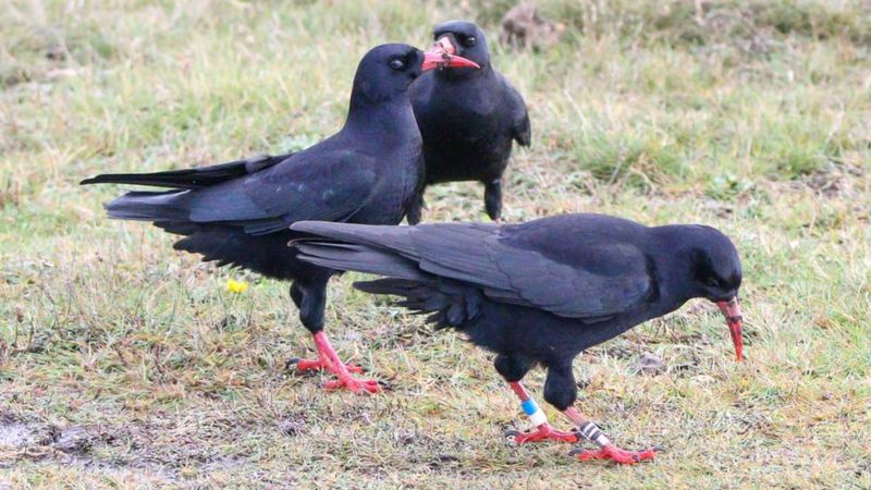 Record number of Cornish choughs fledge - BBC News