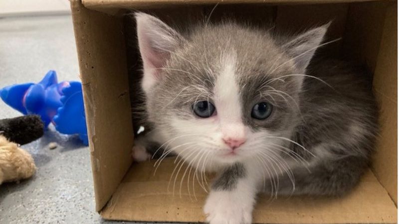 Cost of living: Animal shelter sees rise in cats given up - BBC News