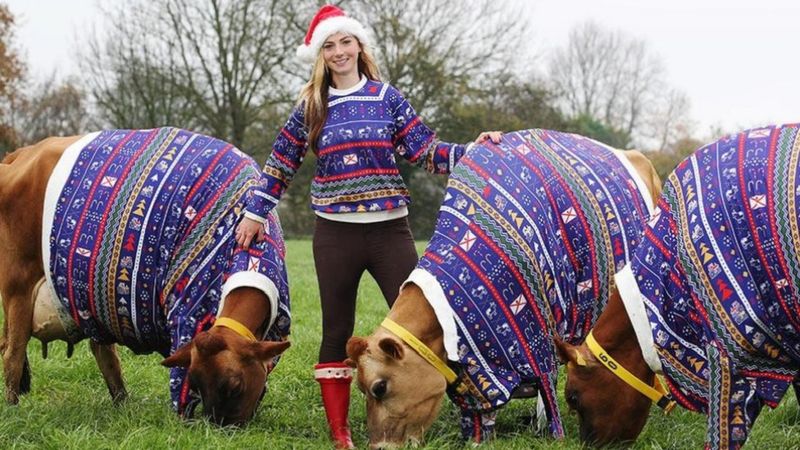 Jersey cows model matching Christmas jumpers - BBC News