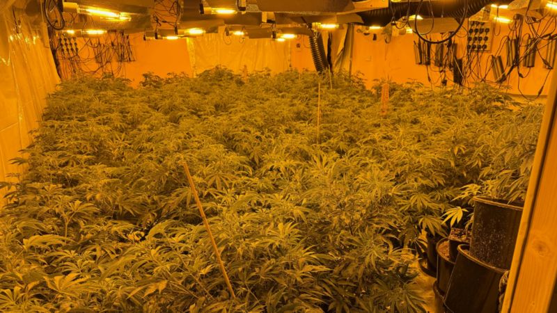 Telford £600k Cannabis Farm Found Following Police Raid Bbc News