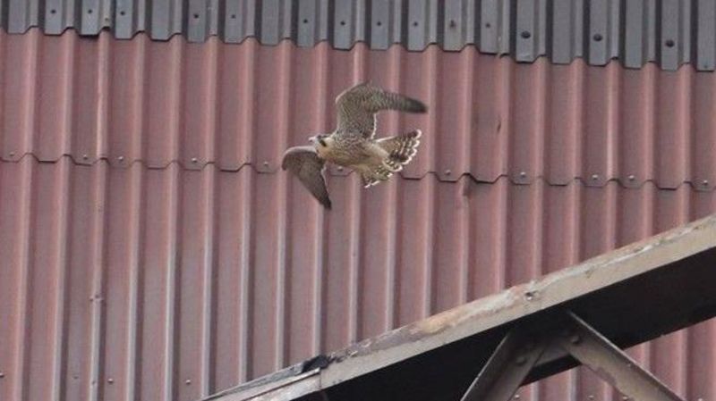 Peregrine falcons rear young at Hartlepool power station - BBC News