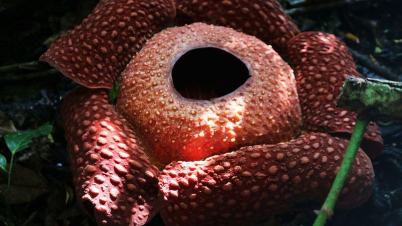 Bungai Rafflesia: 42 spesies terancam punah, ilmuwan desak tindakan - BBC News Indonesia