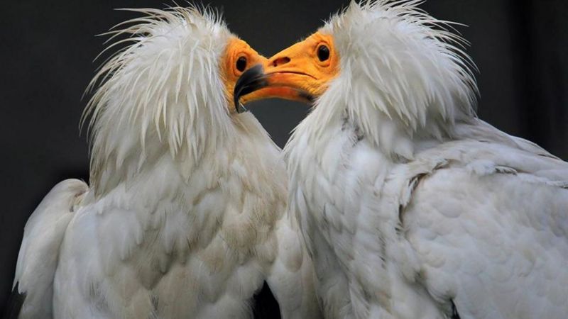 Suraalee filatamoo fakkeenya ‘Tokkummaa’ ibsan - BBC News Afaan Oromoo