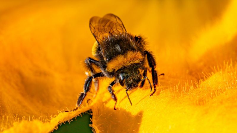Bees - BBC News