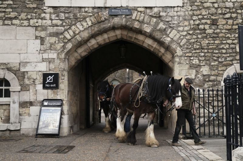 Tower of London: Shire horses prepare moat for bloom - BBC News