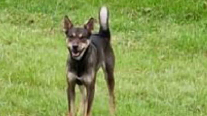 Dog attacks at Herefordshire farms kill 28 sheep - BBC News