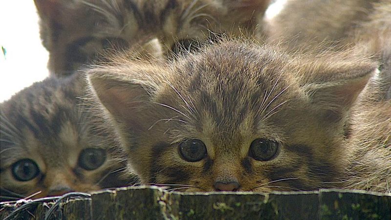 Ten new Scottish wildcat kittens in captive breeding project - BBC News
