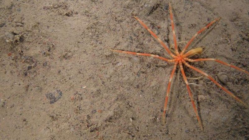 Scotland's deep sea spider haven - BBC News