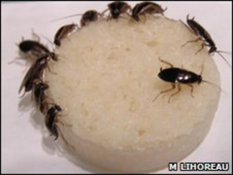 How cockroaches 'talk' about food - BBC News