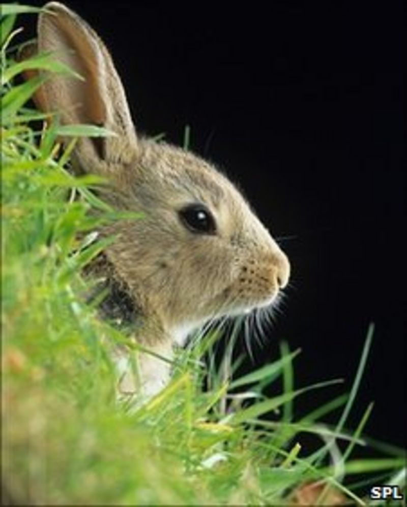 Gala Fairydean football pitch rabbit cull agreed - BBC News