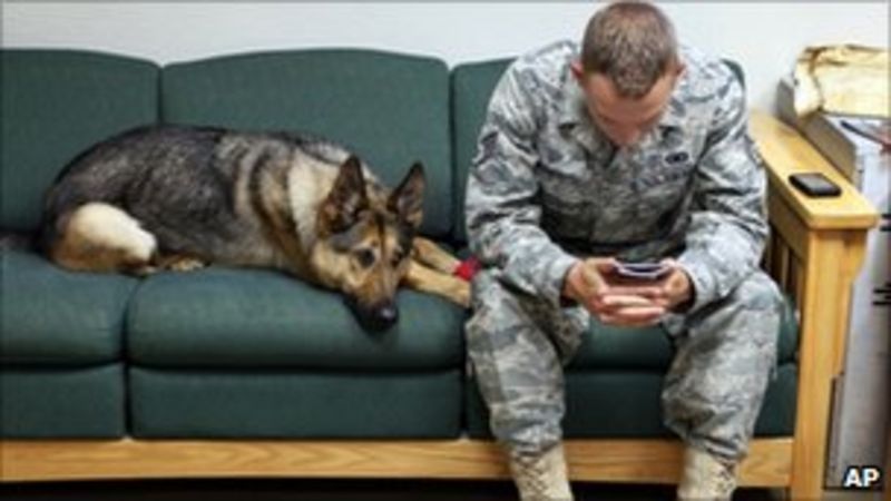Military dog recovers from PTSD after Iraq war - BBC News