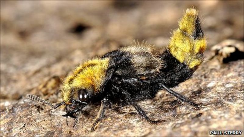 Scarce Maid of Kent beetle spotted at RSPB reserve - BBC News