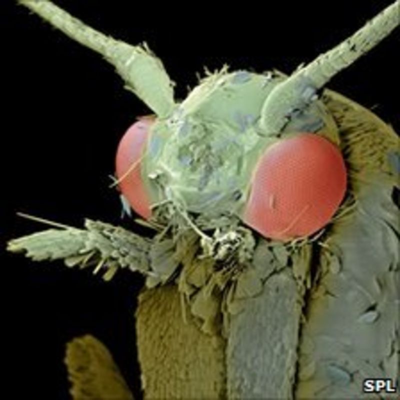Bat and moth arms race revealed - BBC News