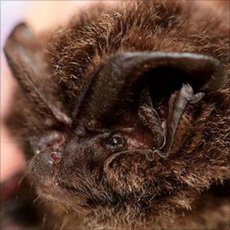 Bat and moth arms race revealed - BBC News
