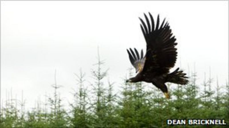White-tailed sea eagles flown in to Scotland - BBC News