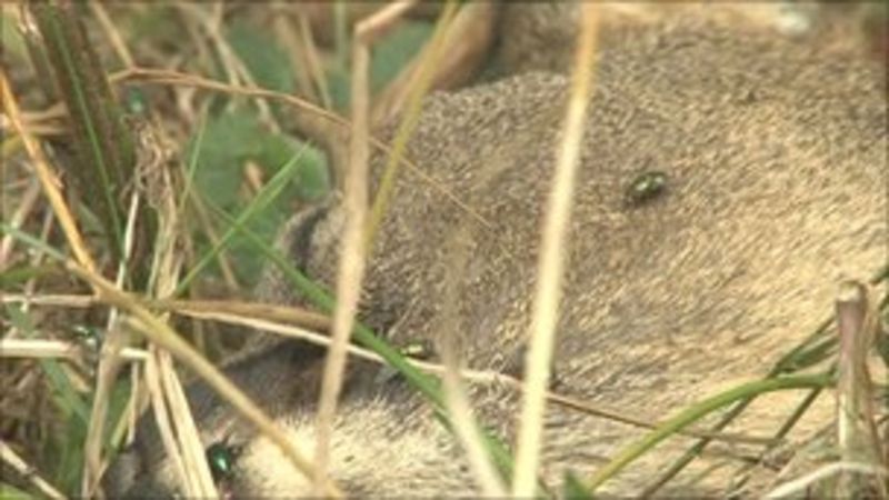 Severed deer heads found in East Yorkshire ditch - BBC News