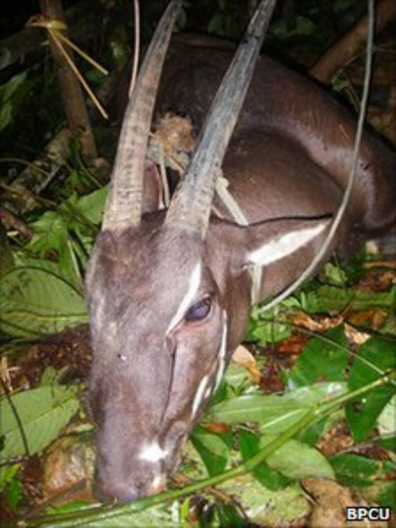 Rare antelope-like mammal caught in Asia - BBC News